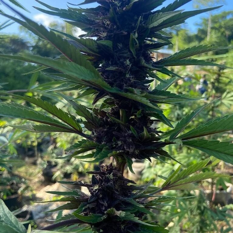 Weed Farm Tour Ocho Rios - Jamspot Jamaica